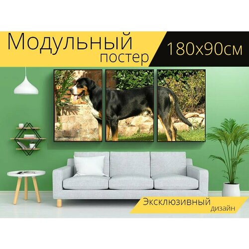 Модульный постер "Большой швейцарский зенненхунд, молодая собака, швейцарский зенненхунд" 180 x 90 см. для интерьера