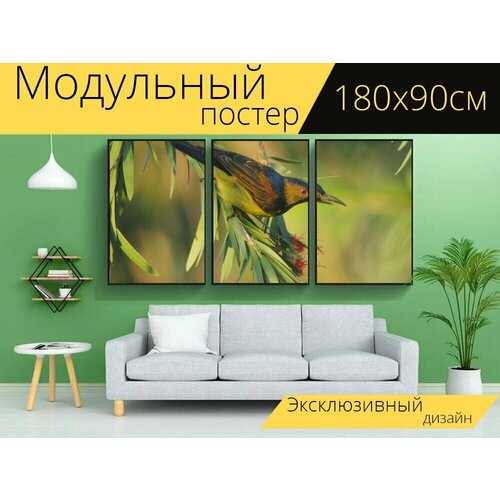 Модульный постер "Простой вылетом нектарница, птица, природа" 180 x 90 см. для интерьера