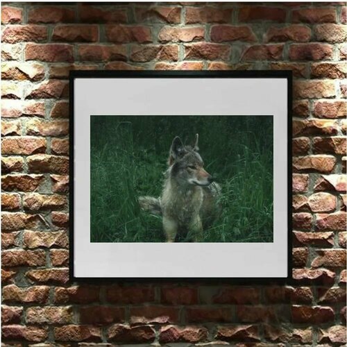 Постер "Дикий волк на траве" Cool Eshe из коллекции "Природа, А4