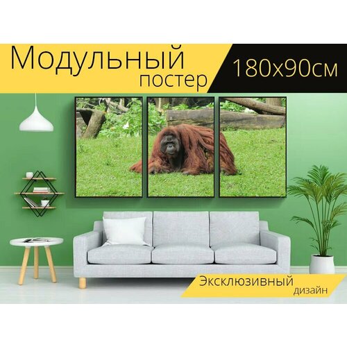 Модульный постер "Орангутанг, обезьяна, животное" 180 x 90 см. для интерьера