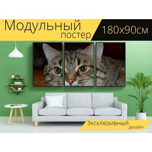 Модульный постер "Кот, кот позирует на коврике, серый кот лежит" 180 x 90 см. для интерьера
