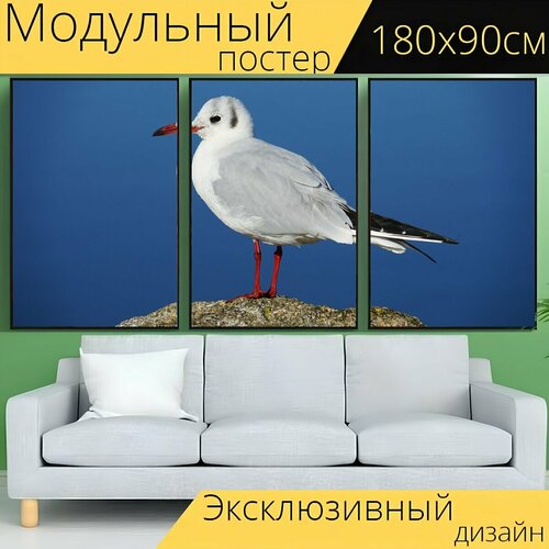 Модульный постер "Озёрная чайка, птица, чайка" 180 x 90 см. для интерьера