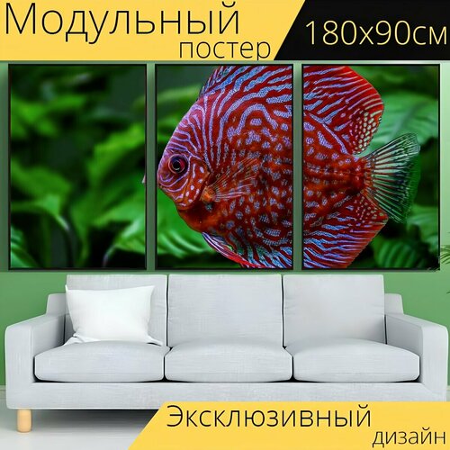 Модульный постер "Рыбы, дискус, водный" 180 x 90 см. для интерьера