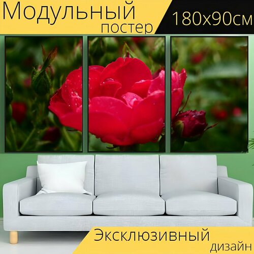 Модульный постер "Роуз, красная роза, сад" 180 x 90 см. для интерьера