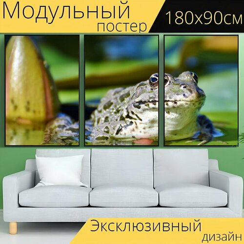 Модульный постер "Лягушка, жаба, амфибии" 180 x 90 см. для интерьера