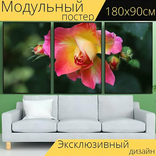 Модульный постер "Роза, фестиваль роз, цветок" 180 x 90 см. для интерьера