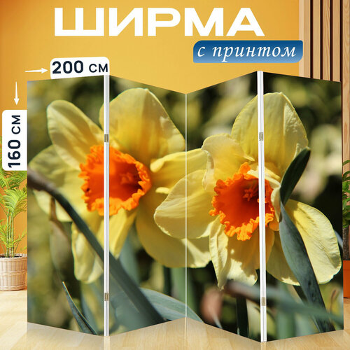 Ширма перегородка с принтом "Нарцисс, цветы, растения" на холсте - 200x160 см. для зонирования, раскладная
