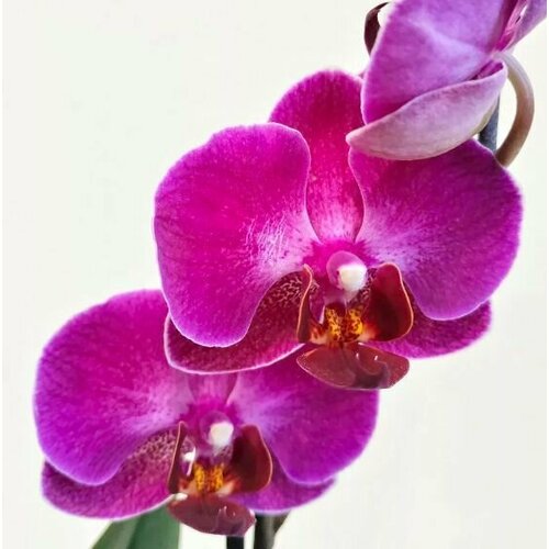 Орхидея Фаленопсис Пурпурная (Phalaenopsis Multiflora) D6см