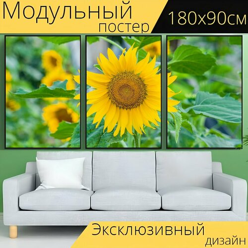 Модульный постер "Желтый, подсолнечник, цветок" 180 x 90 см. для интерьера