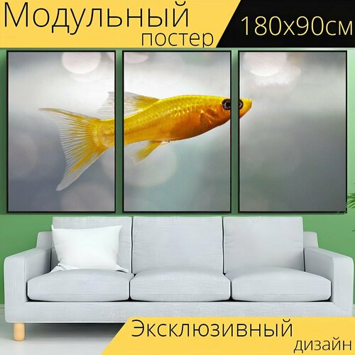Модульный постер "Рыба, аквариумные, пресной воды" 180 x 90 см. для интерьера