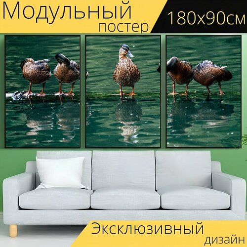 Модульный постер "Утки, птицы, личная гигиена" 180 x 90 см. для интерьера