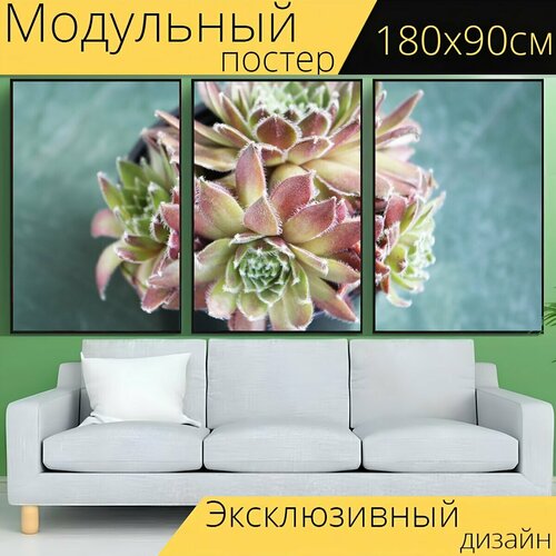 Модульный постер "Суккуленты, сочный, растения" 180 x 90 см. для интерьера
