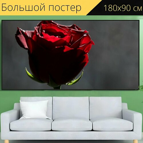 Большой постер "Роза, цветок, розы" 180 x 90 см. для интерьера