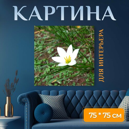 Картина на холсте "Белый, цветок, природа" на подрамнике 75х75 см. для интерьера
