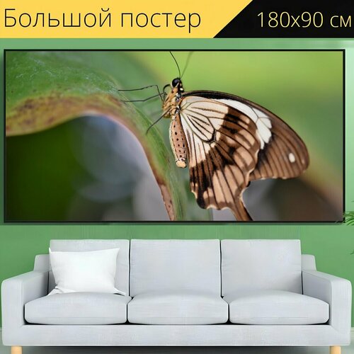 Большой постер "Бабочка, тропические бабочки, экзотика" 180 x 90 см. для интерьера