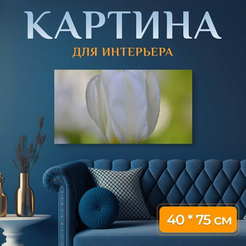 Картина на холсте "Тюльпан, белый, нежный" на подрамнике 75х40 см. для интерьера