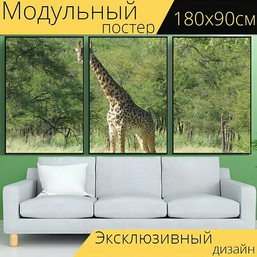 Модульный постер "Жирафа, сафари, африке" 180 x 90 см. для интерьера