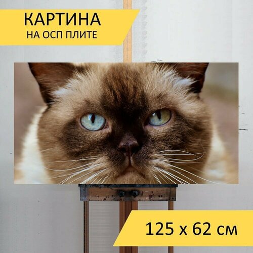 Картина на ОСП 125х62 см. "Британская короткошерстная кошка, кот, милый" горизонтальная, для интерьера, с креплениями