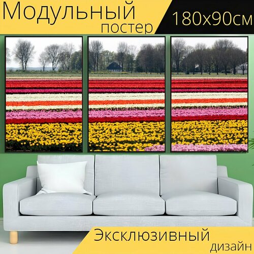 Модульный постер "Поля тюльпанов, луковицы цветов, тюльпаны" 180 x 90 см. для интерьера