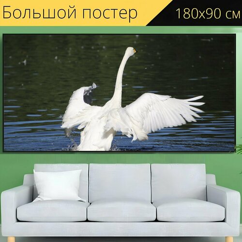 Большой постер "Лебедь, птица, пруд" 180 x 90 см. для интерьера