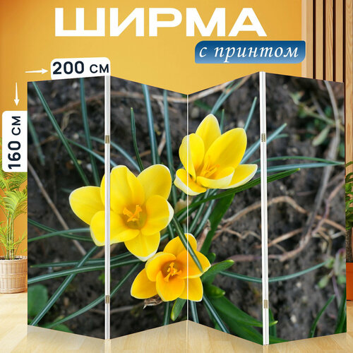 Ширма перегородка с принтом "Крокусы, цветы, желтый" на холсте - 200x160 см. для зонирования, раскладная