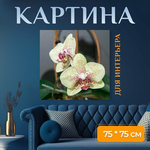 Картина на холсте "Фаленопсис, орхидея, цветок" на подрамнике 75х75 см. для интерьера