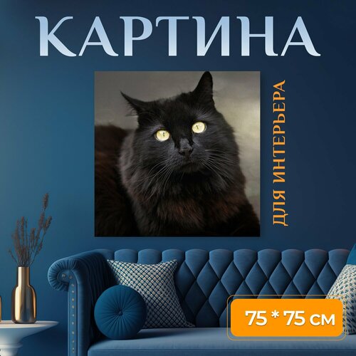 Картина на холсте "Кот, чернить, черный кот" на подрамнике 75х75 см. для интерьера