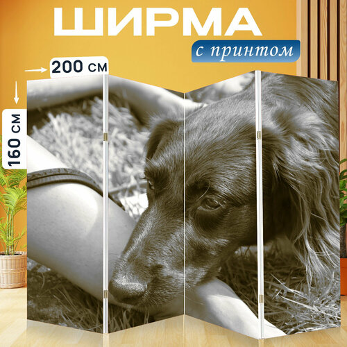 Ширма перегородка с принтом "Собака, портрет собаки, животное" на холсте - 200x160 см. для зонирования, раскладная