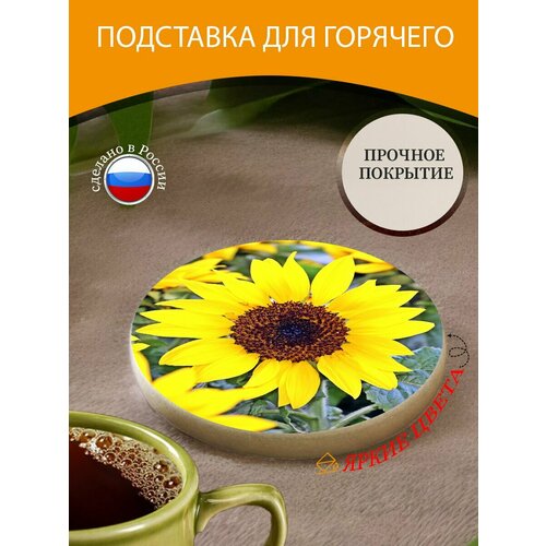 Подставка под горячее "Подсолнухи, цветок, расцветает" 10 см. из блого мрамора
