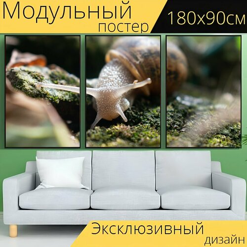 Модульный постер "Улитка, природа, моллюск" 180 x 90 см. для интерьера