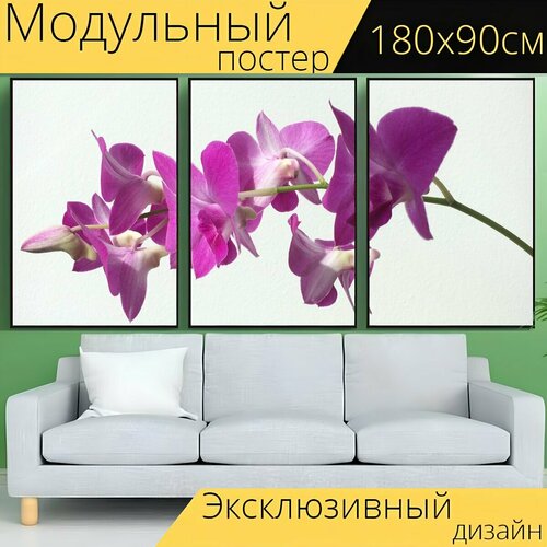 Модульный постер "Орхидея, блум, цветок" 180 x 90 см. для интерьера