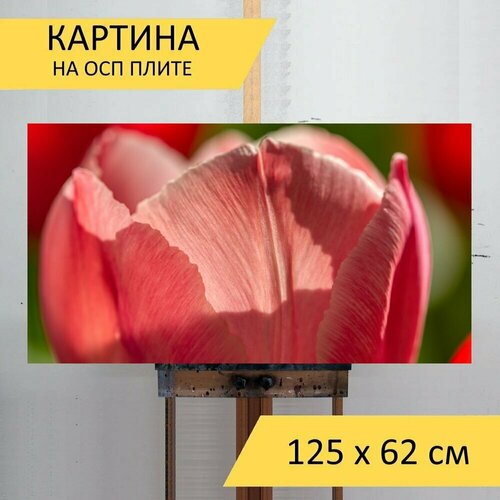 Картина на ОСП 125х62 см. "Тюльпан, цветок, цвести" горизонтальная, для интерьера, с креплениями