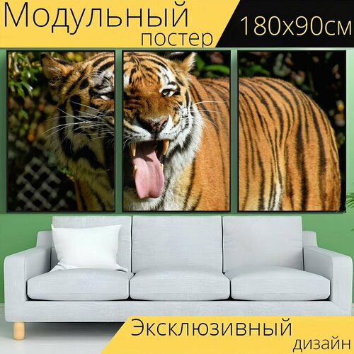 Модульный постер "Тигр, язык, непослушный" 180 x 90 см. для интерьера
