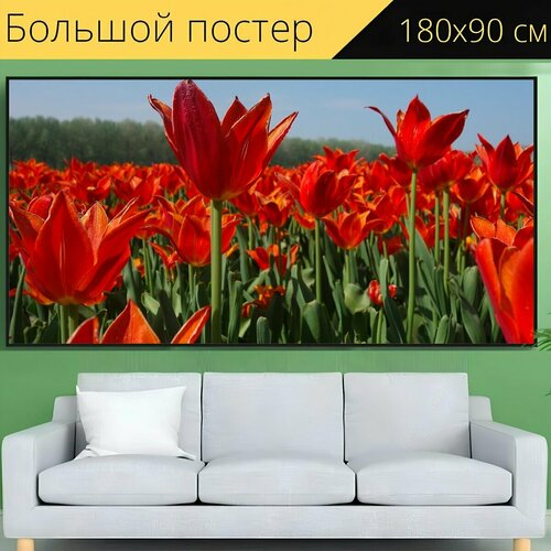 Большой постер "Тюльпаны, луковицы, луковицы цветов" 180 x 90 см. для интерьера