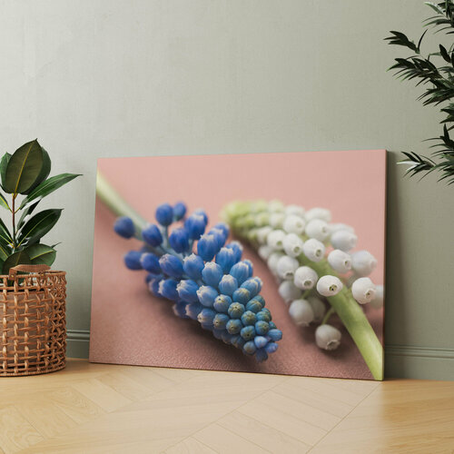 Картина на холсте (Синие и белые первоцветы Мускари, цветы, растения) 30 40 см/для интерьера/в комнату/на стену/в подарок