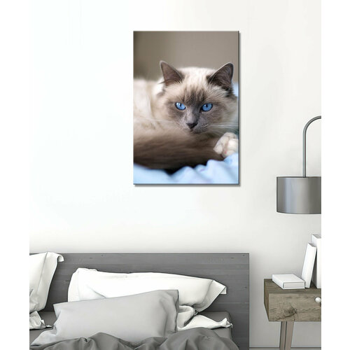 Картина - бирманская кошка, кот, белая шерсть, ласковая кошка, голубые глаза (4) 30х40