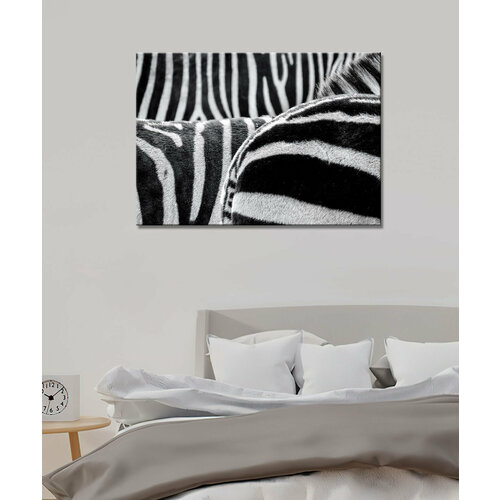 Картина - Зебра, полосатая зебра, красивая зебра, зебра фон (24) 20х30