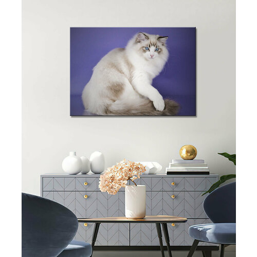 Картина - кошка, рэгдолл, домашняя кошка, ласковая кошка, кот (257) 40х60