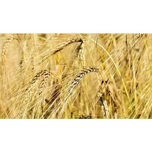 Картина на холсте 60x110 Альянс Лес "Природа Пшеница планом Крупным" на подрамнике / интерьер/ декор