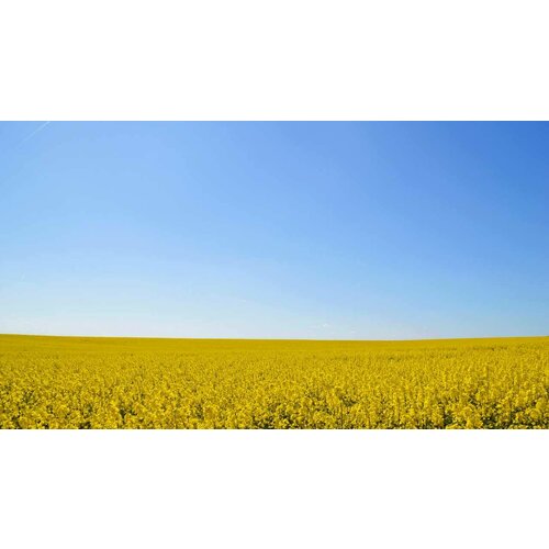 Картина на холсте 60x110 Альянс Лес "Небо синий поле из золота" на подрамнике / интерьер/ декор