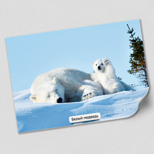 Интерьерный постер, анималистичный плакат "Белый медведь" / А-1 (84x60 см.)