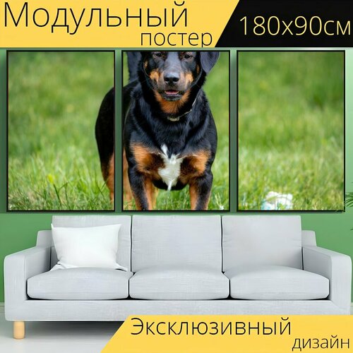 Модульный постер "Собака, домашний питомец, смешанные породы" 180 x 90 см. для интерьера