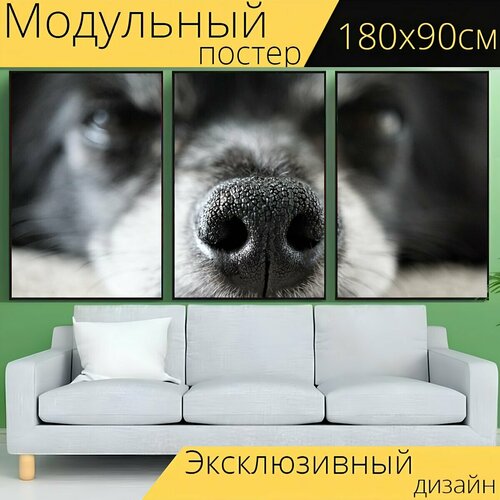 Модульный постер "Нос, собака, близко" 180 x 90 см. для интерьера