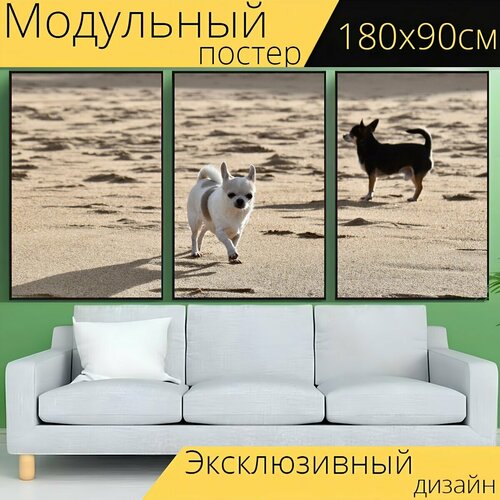 Модульный постер "Чихуахуа, собаки, песок" 180 x 90 см. для интерьера