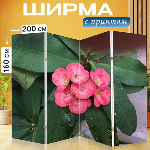 Ширма перегородка с принтом "Терновый венец, цветок, сад" на холсте - 200x160 см. для зонирования, раскладная