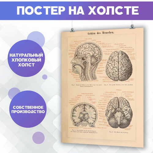 Постер анатомия, строение головного мозга (1) 40х60 см