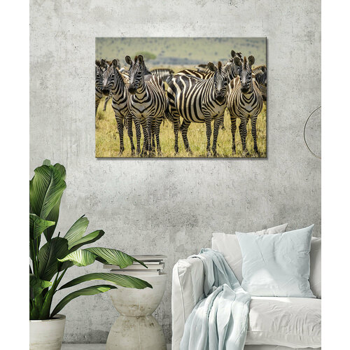 Картина - Зебры, полосатая зебра, красивая зебра, зебры в саванне (37) 20х30