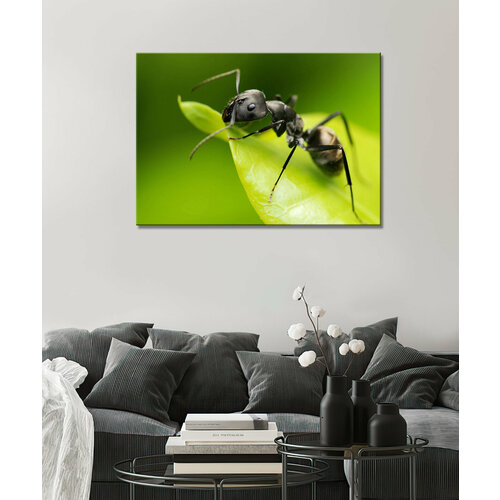 Картина - Муравей, муравей макро, муравей близко (31) 30х40