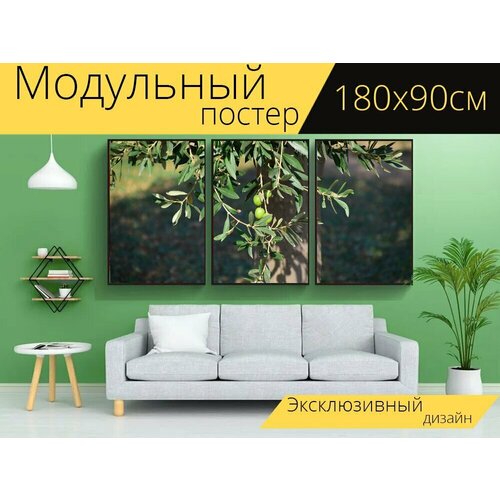 Модульный постер "Оливки, оливковое дерево, природа" 180 x 90 см. для интерьера
