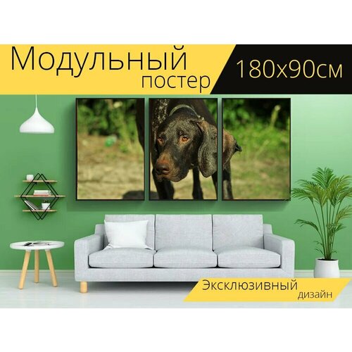Модульный постер "Охотничья собака, легавая, немецкая" 180 x 90 см. для интерьера